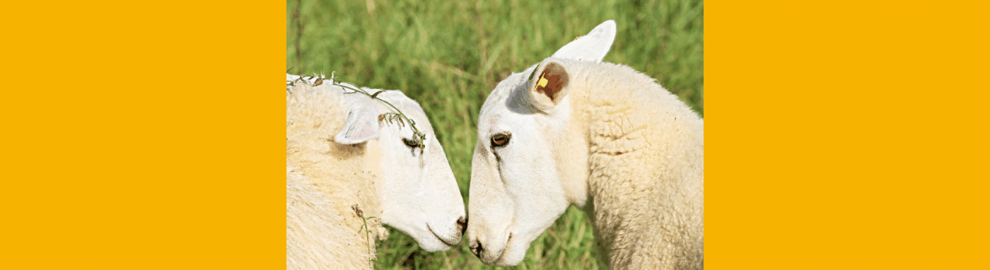 Saying of the day: Cada oveja con su pareja - Easy Español