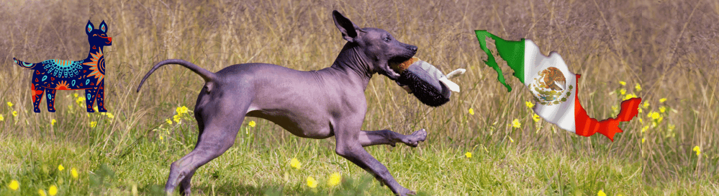 ¿Sabías que los perros eran sagrados para los Aztecas?