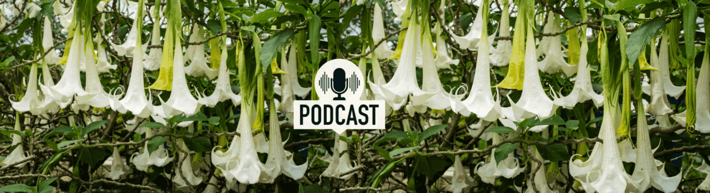 Spanish Podcast: Burundanga: The bewitching flower - Easy Español